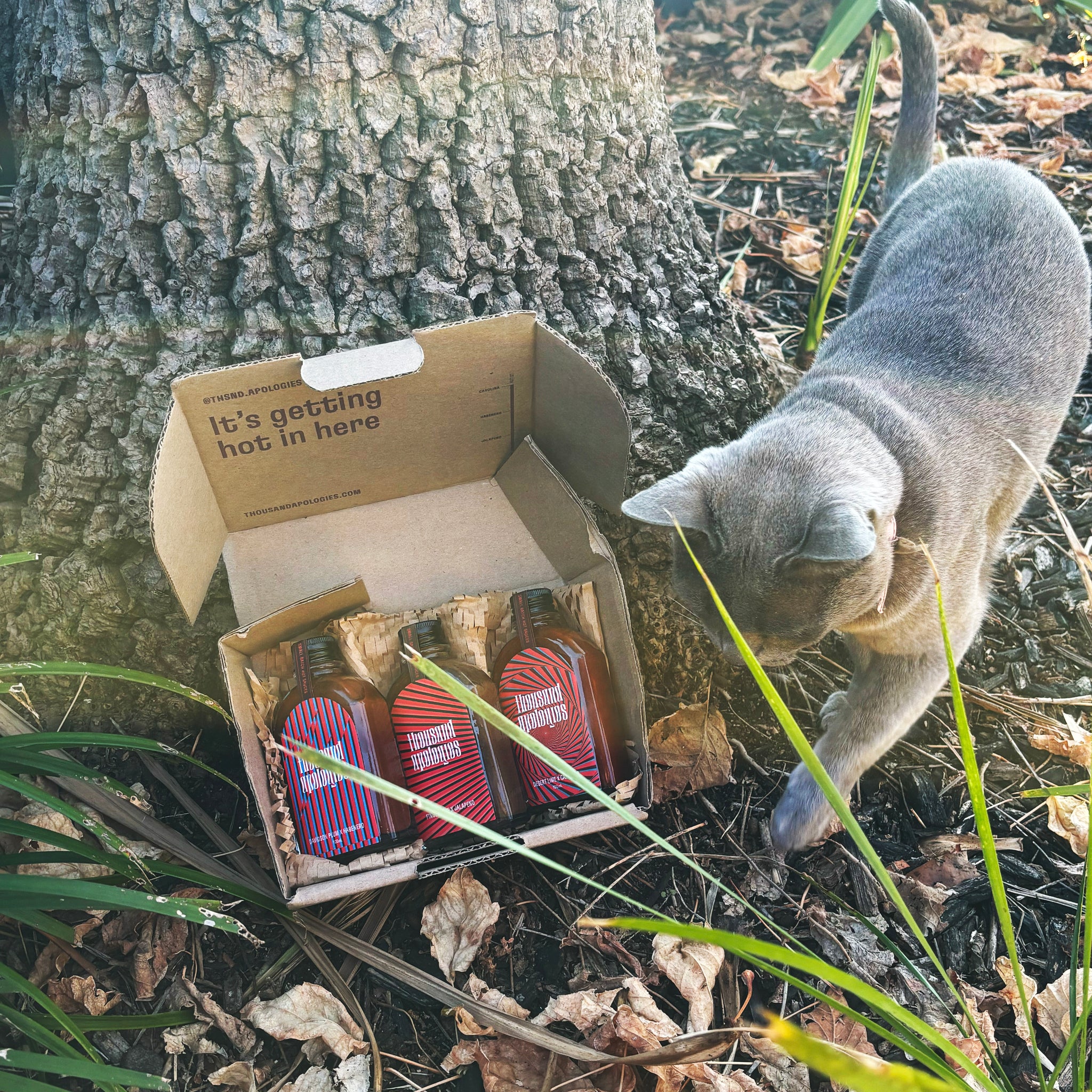 Hot Chilli Sauce Melbourne Australia | Thousand Apologies ...